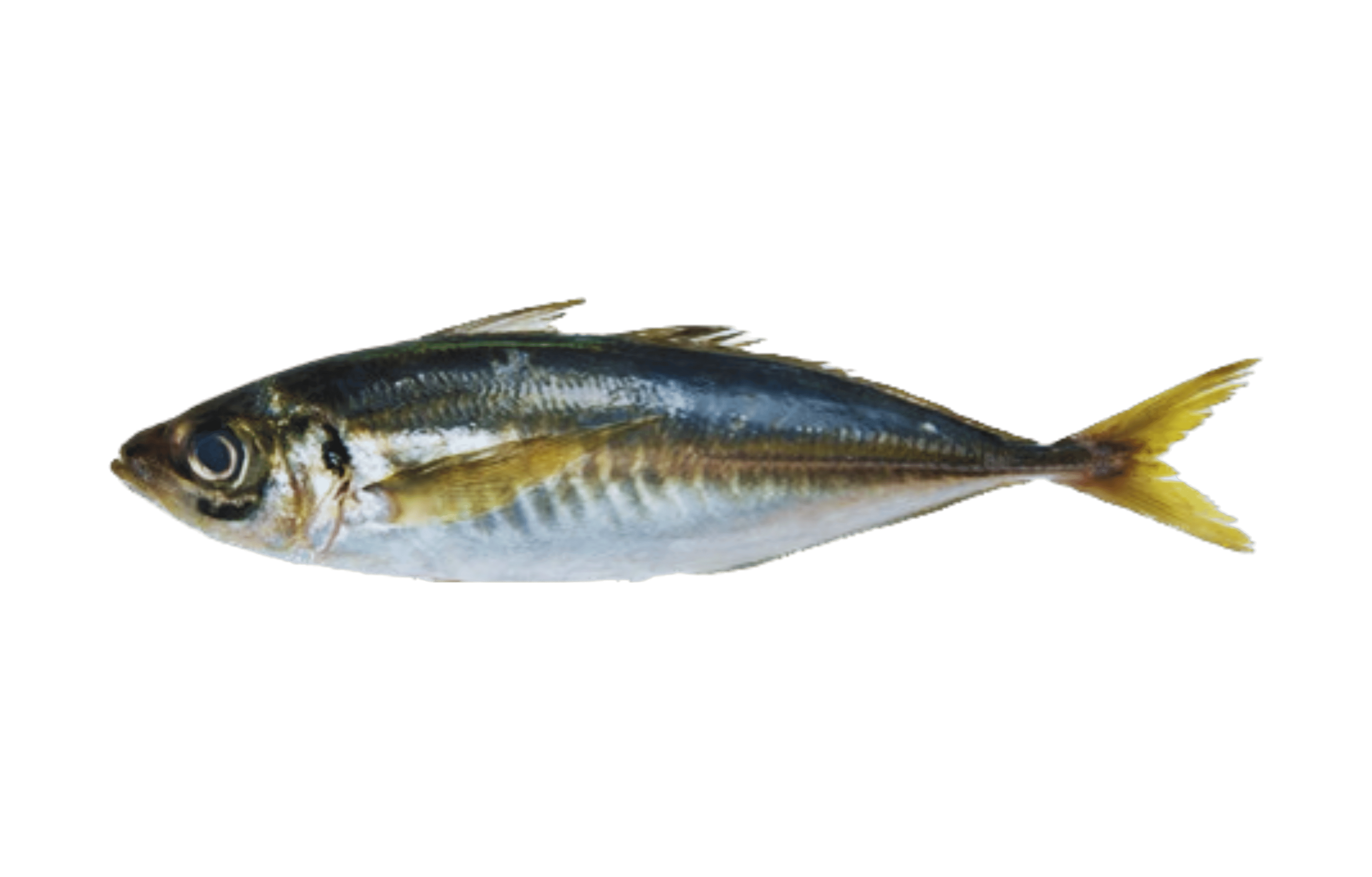 Cunene Horse Mackerel